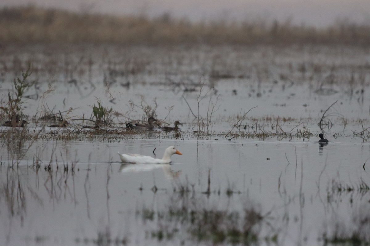 eBird Checklist - 21 May 2023 - San Jacinto Wildlife Area - 54 species ...