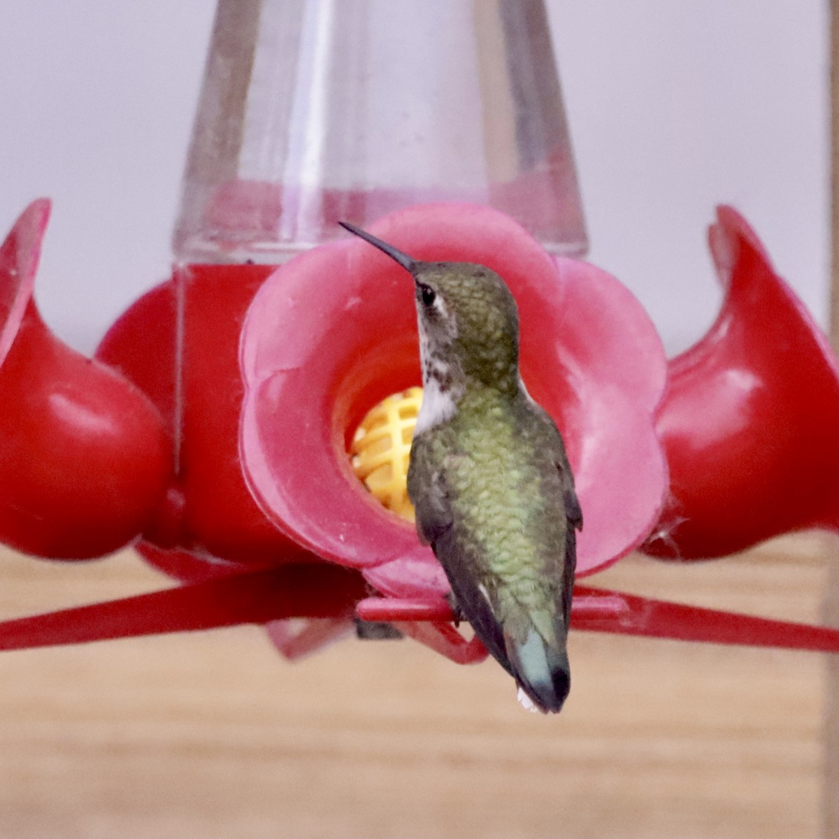 eBird Checklist - 21 May 2023 - 24515 E River Rd, Yellowhead County CA ...