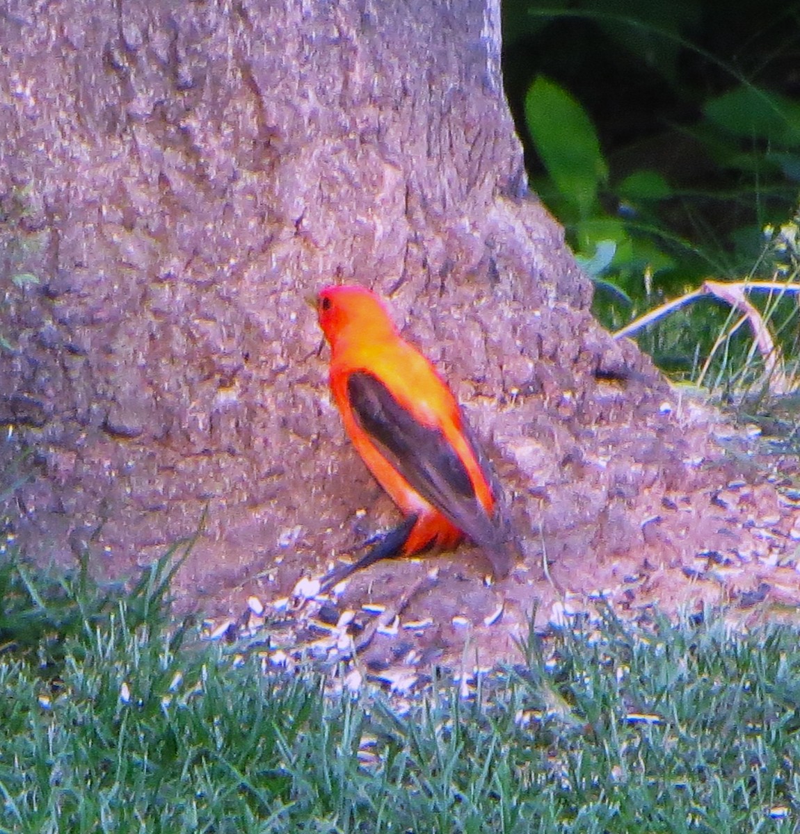 Pennsylvania eBird Checklist - 21 May 2023 - 6375 Licking Creek Rd ...