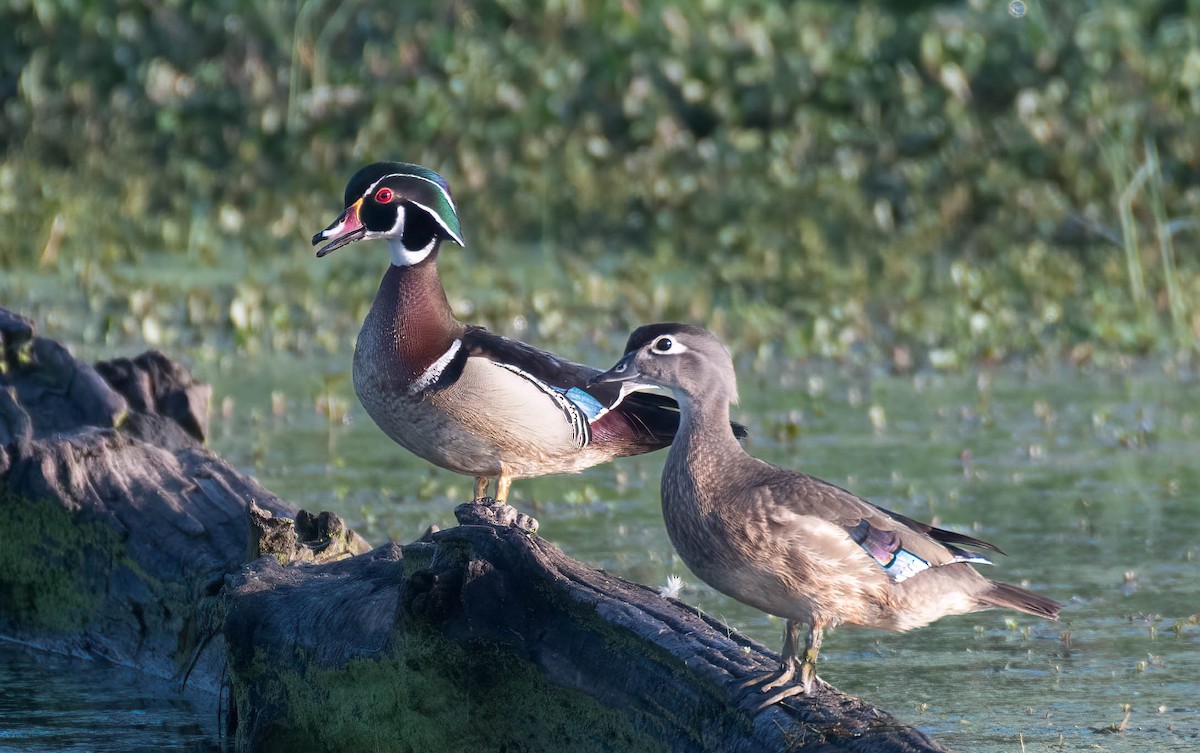 eBird Checklist - 17 May 2023 - Blue Springs Lake--Fleming Park Wetland ...
