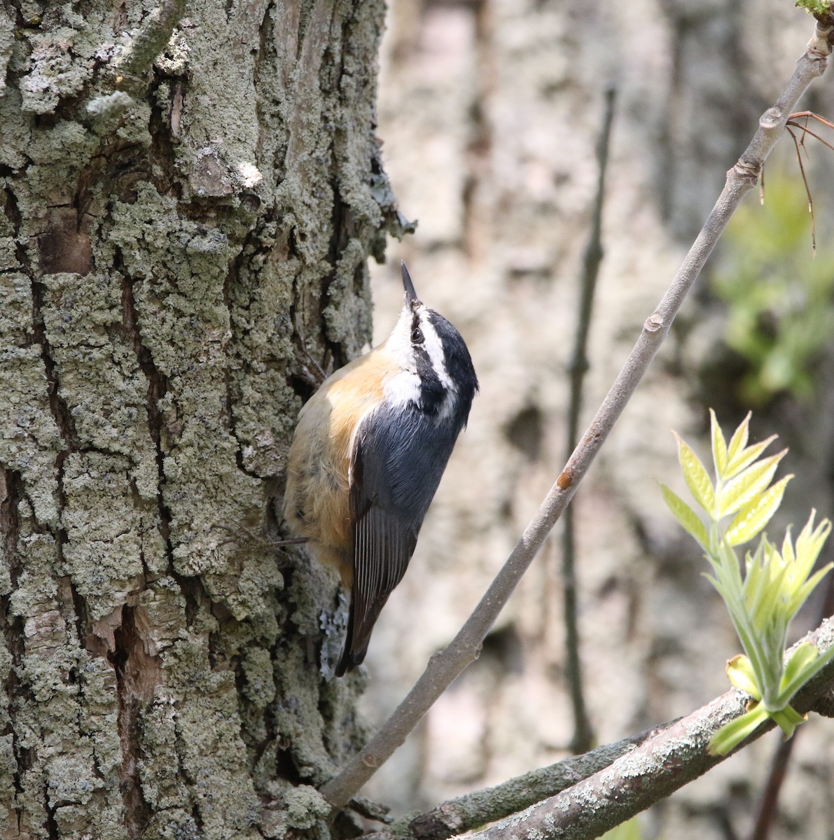 eBird Checklist - 15 May 2023 - Prince Edward Point NWA--Prince Edward ...