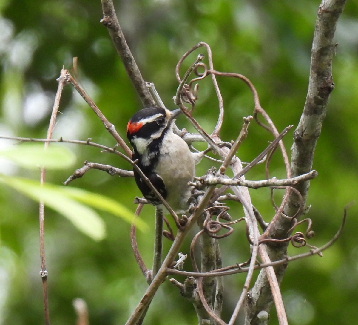 eBird Checklist - 21 May 2023 - Commons Ford Ranch Metro Park - 34 ...
