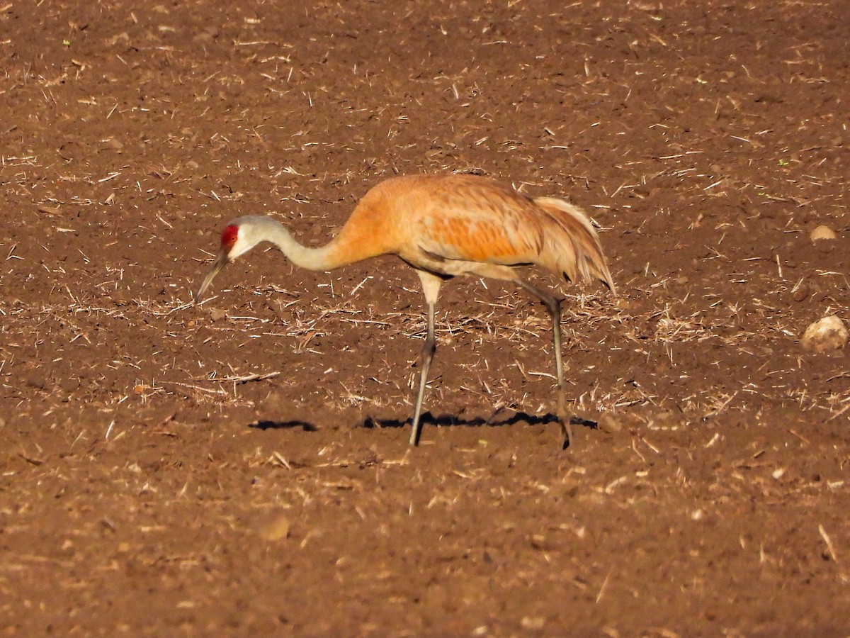 eBird Checklist - 21 May 2023 - Nelson lake rd Fuddle - 5 species