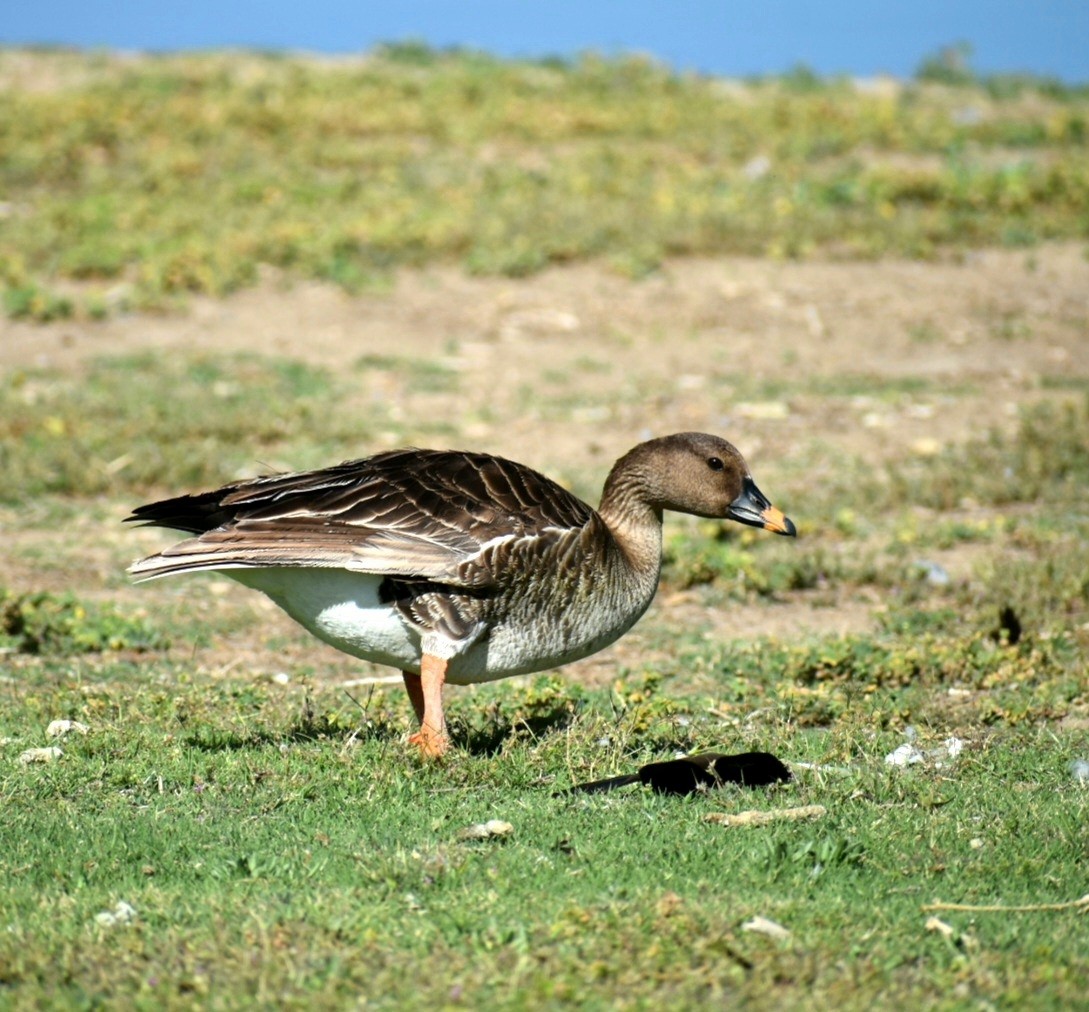 eBird Checklist - 21 May 2023 - Apollo Park - 14 species (+3 other taxa)