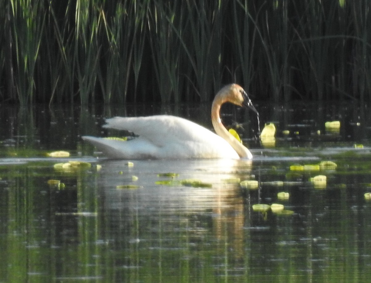 eBird Checklist - 21 May 2023 - FermiLab (DuPage Co.) - 53 species (+3 ...