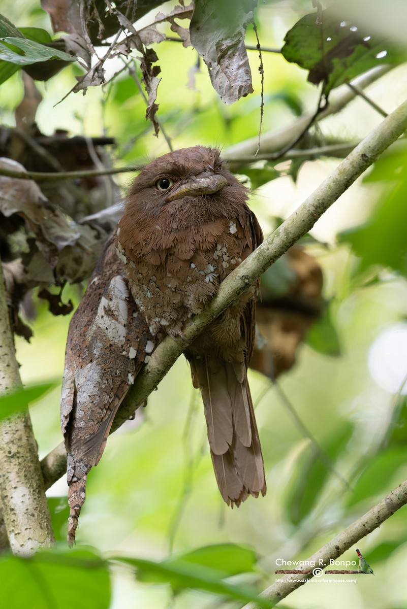 eBird Checklist - 4 Dec 2016 - Thattekkad Bird Sanctuary--General Area ...