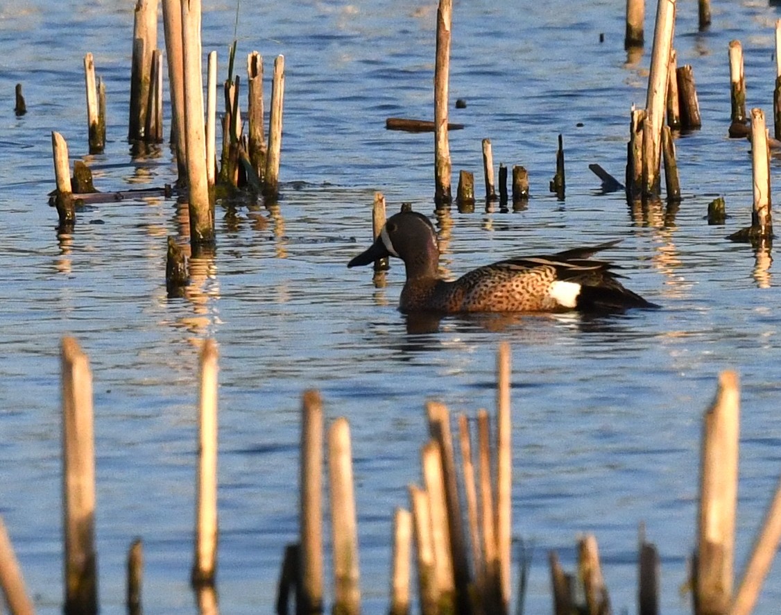 eBird Checklist - 11 May 2023 - Howard Marsh Metropark - 24 species