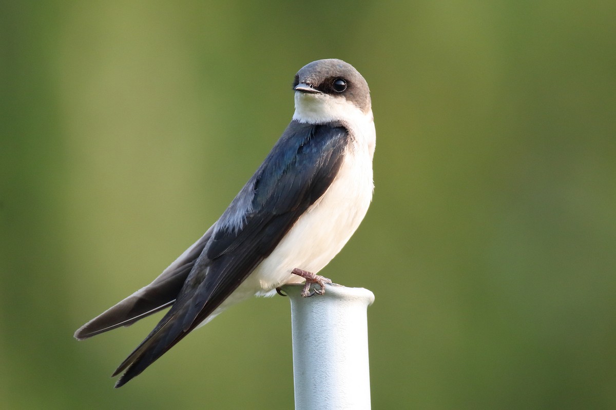 Maryland-DC Breeding Bird Atlas Checklist - 22 May 2023 - Woodlawn ...