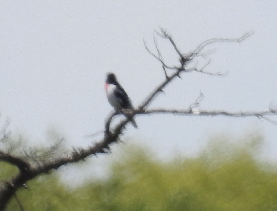 Maryland-DC Breeding Bird Atlas Checklist - 19 May 2023 - Finzel Swamp ...
