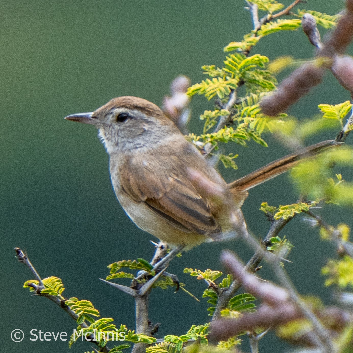 Pale-tailed Canastero (Pale-tailed) - eBird