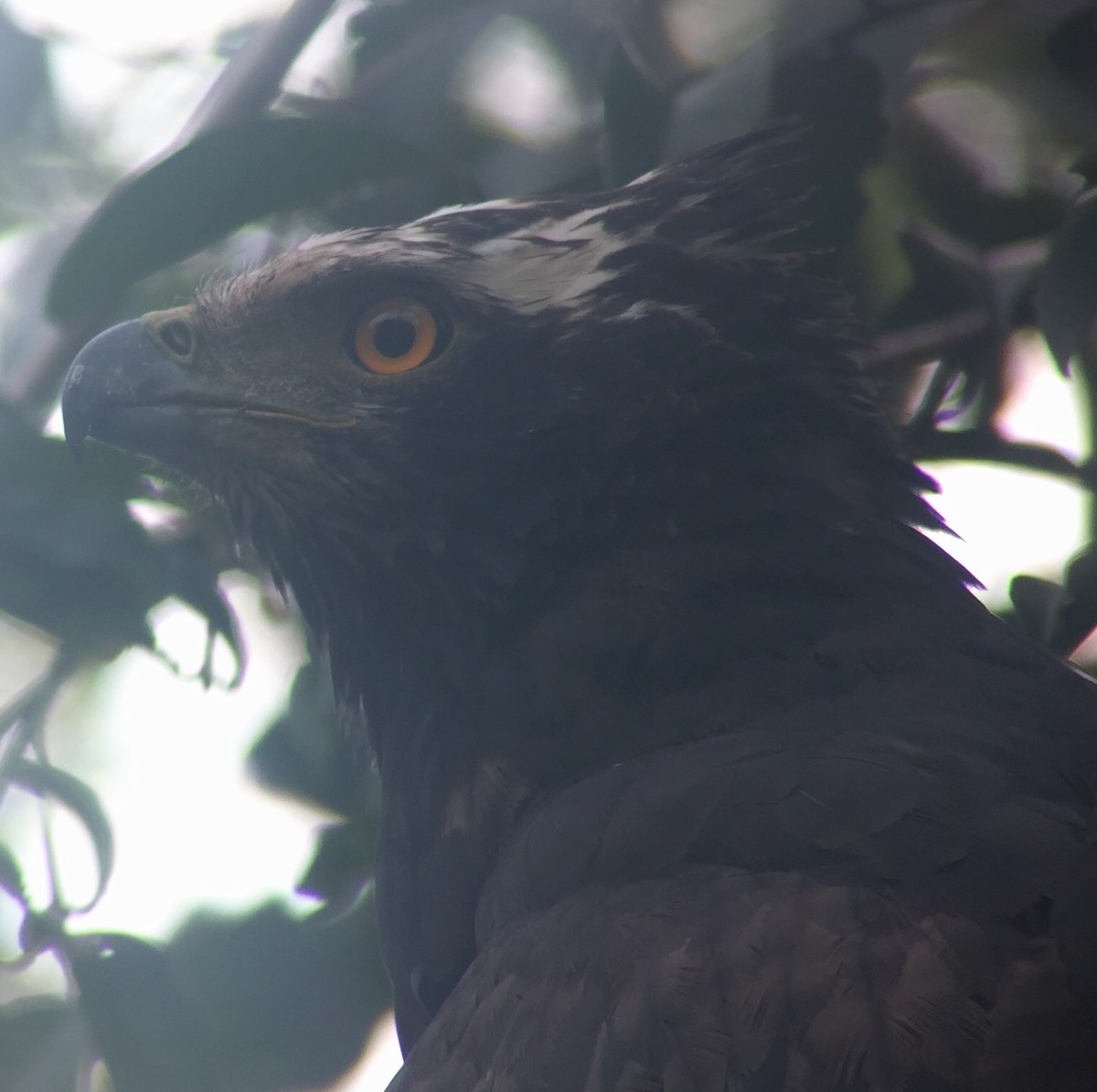 ML57591801 Black Hawk-Eagle Macaulay Library