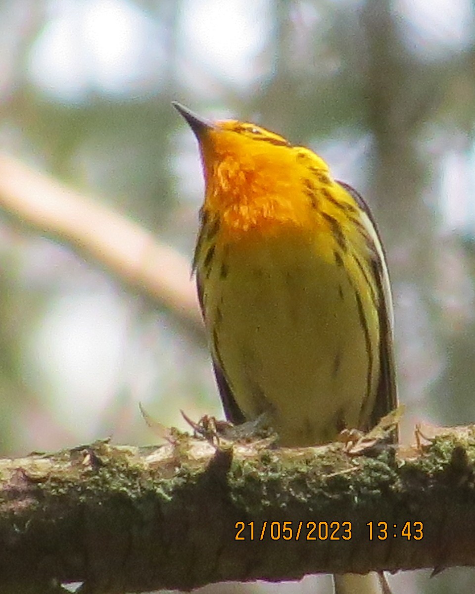 eBird Checklist - 21 May 2023 - Brokenstraw SF - 30 species