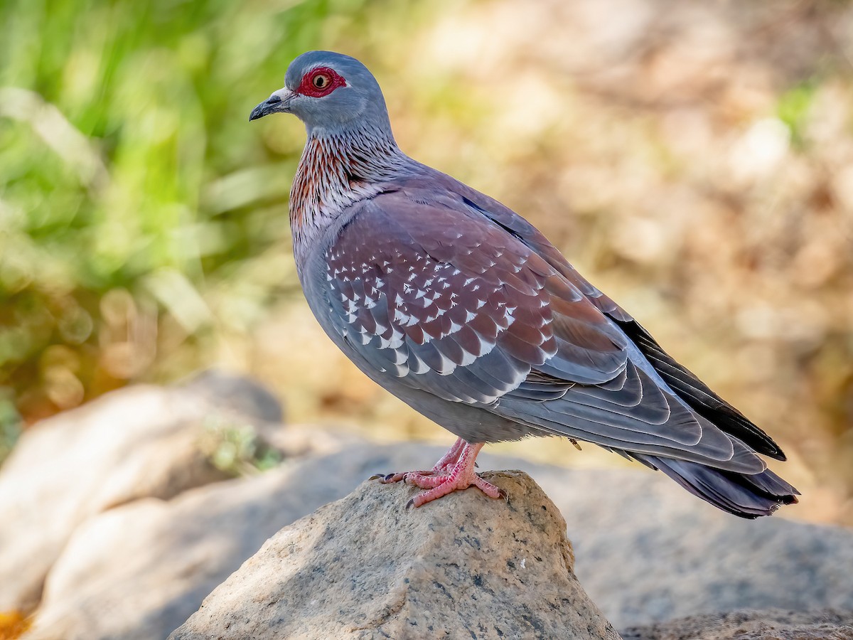 Speckled Pigeon - Columba guinea - Birds of the World