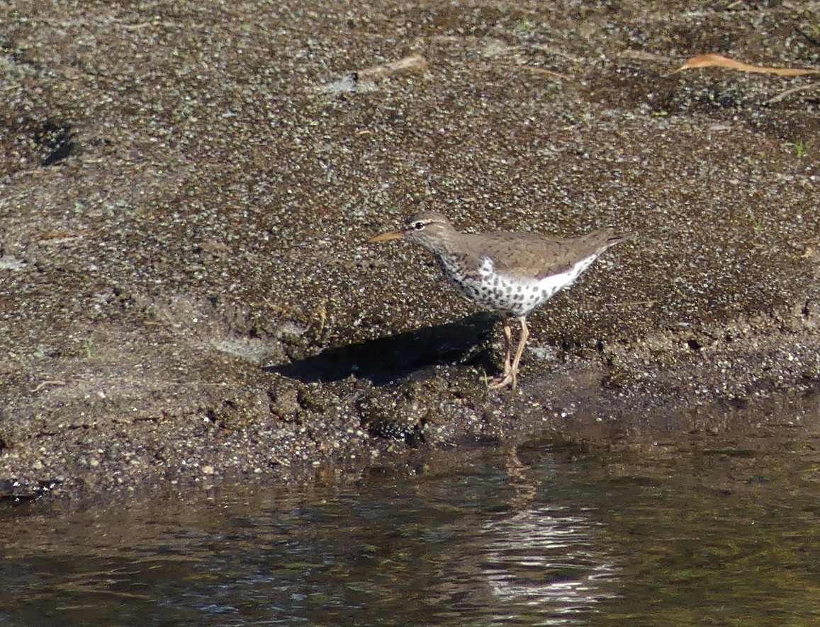 eBird Checklist - 22 May 2023 - Prescott Preserve - 24 species