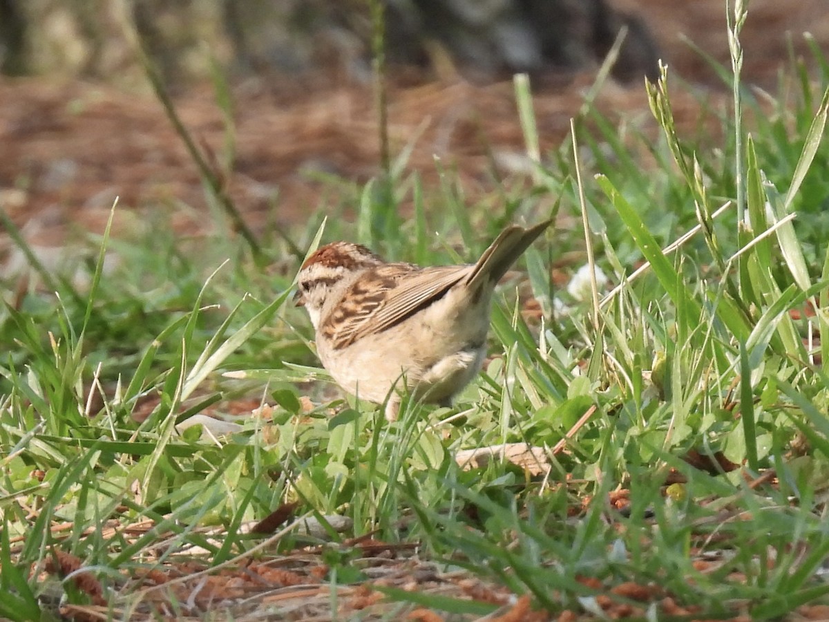 Maryland-DC Breeding Bird Atlas Checklist - 22 May 2023 - Queenstown ...