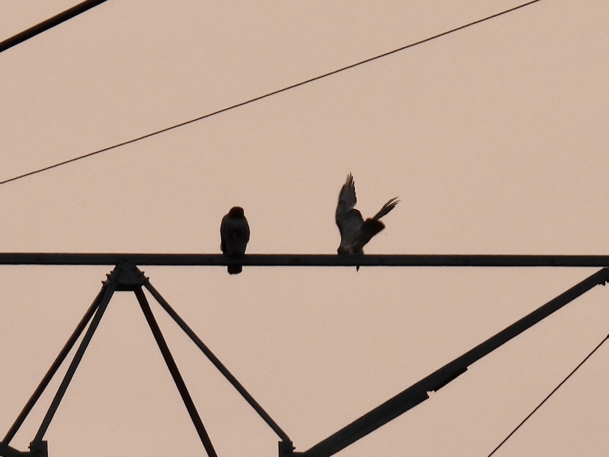 Maryland-DC Breeding Bird Atlas Checklist - 22 May 2023 - Marley Neck ...