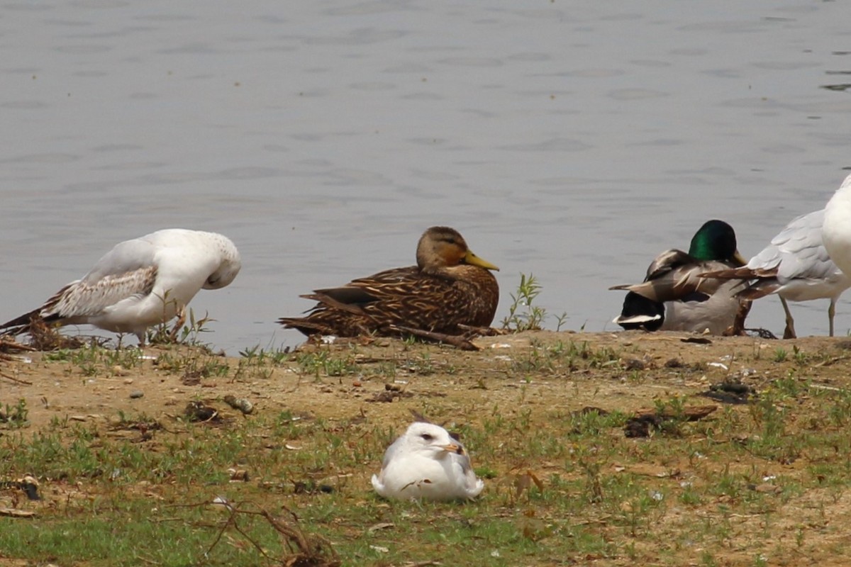 eBird Checklist - 22 May 2023 - Lake Springfield--Beach House - 7 species