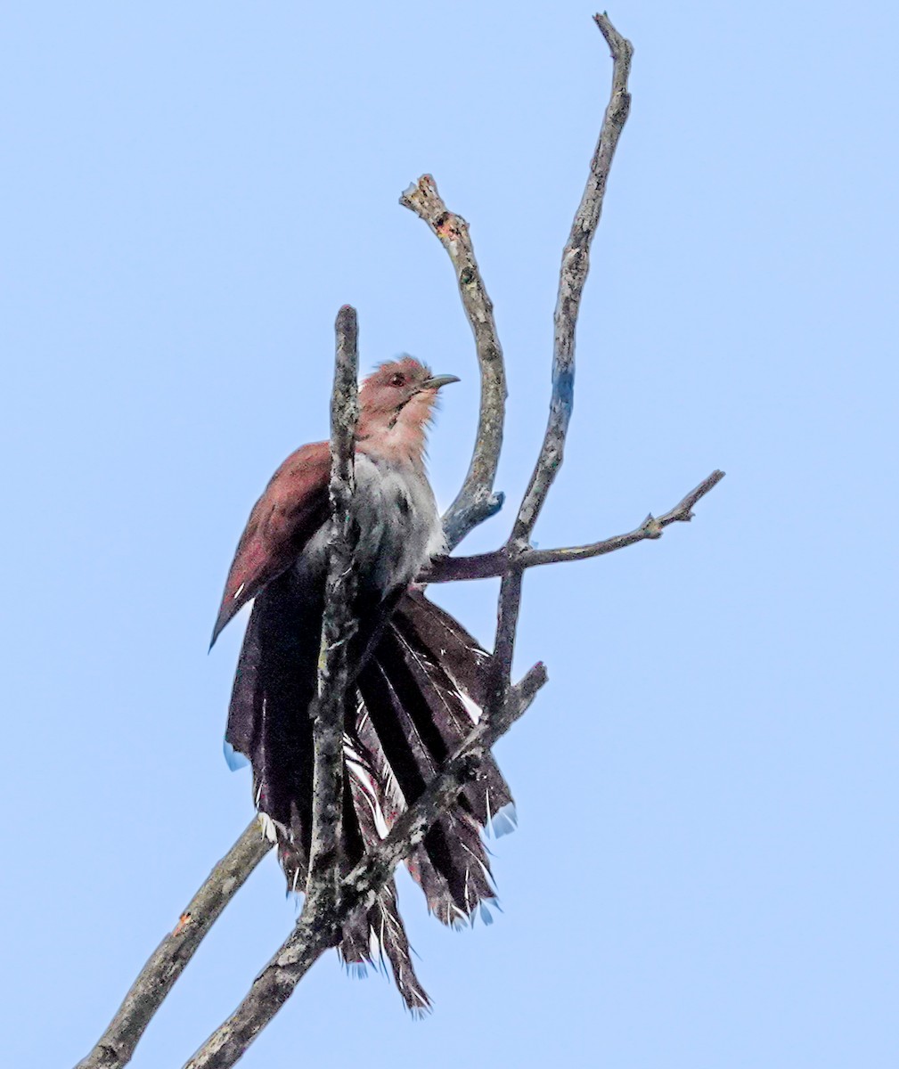 eBird Checklist - 5 Nov 2022 - Miracatu--Graal Japonês - 56 species