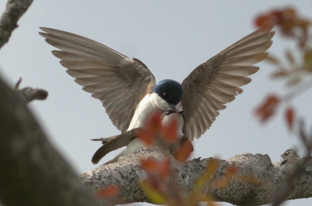 eBird Checklist - 22 May 2023 - Long Beach - 9 species (+1 other taxa)