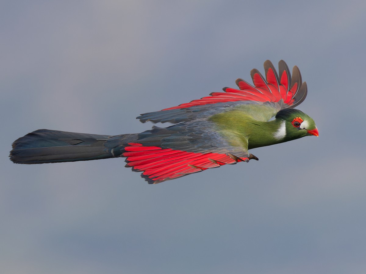 White-cheeked Turaco - Menelikornis leucotis - Birds of the World