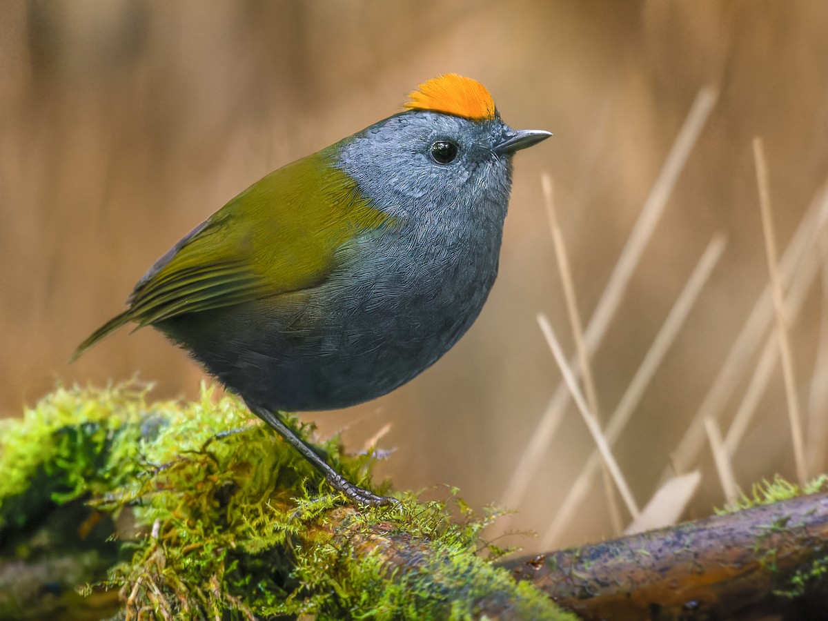 Wrenthrush - Zeledonia coronata - Birds of the World