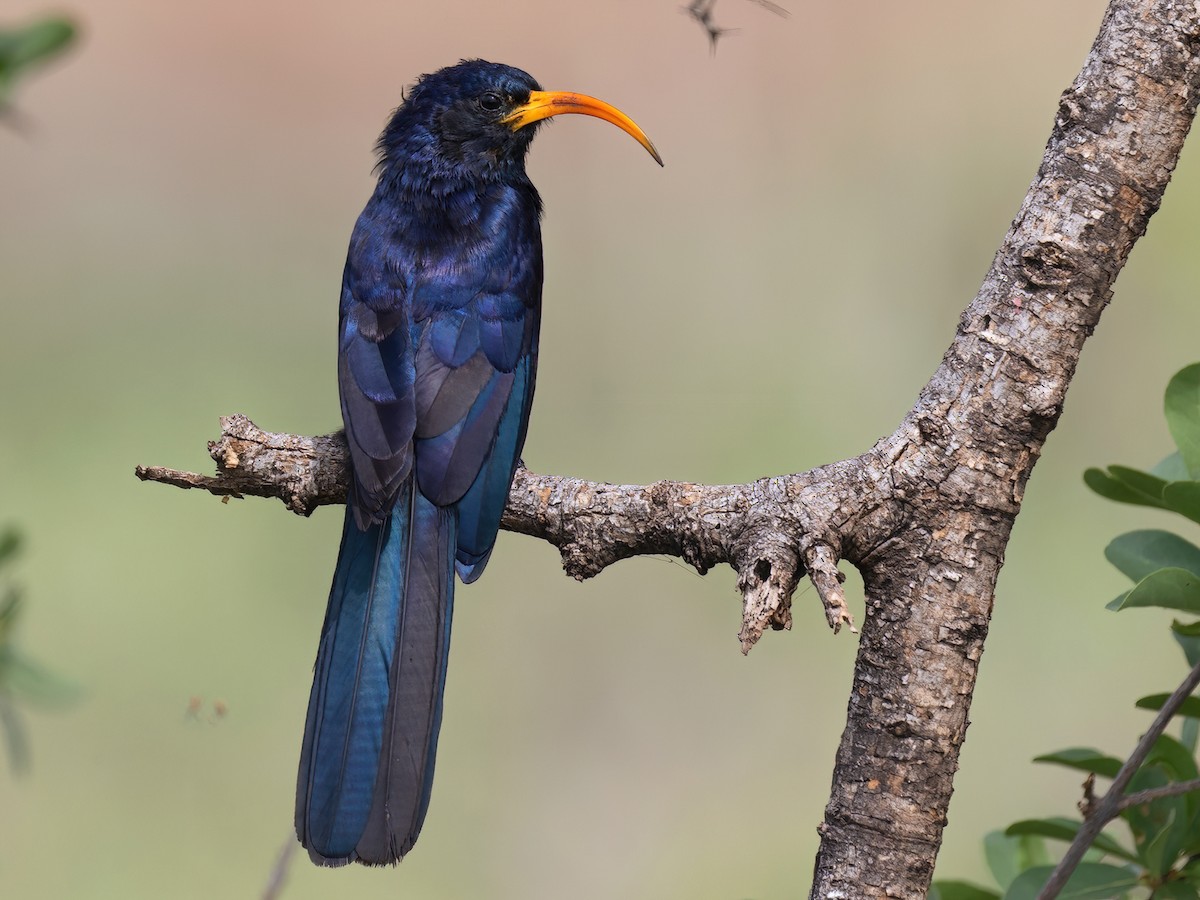 Abyssinian Scimitarbill - Rhinopomastus minor - Birds of the World