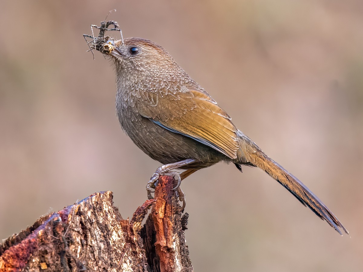 Bhutan Laughingthrush - Trochalopteron imbricatum - Birds of the World
