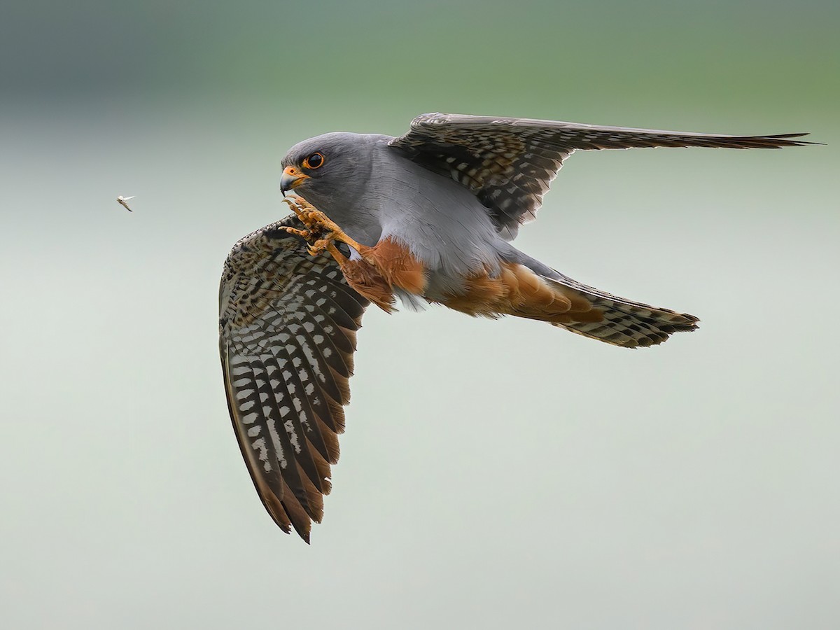 Red-footed Falcon - Falco vespertinus - Birds of the World