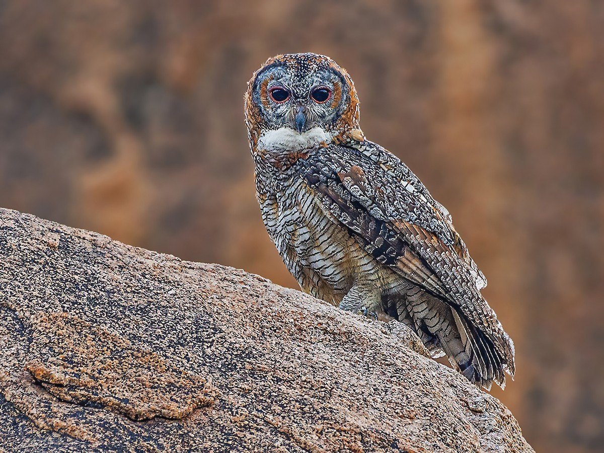 Mottled Wood-Owl - Strix ocellata - Birds of the World