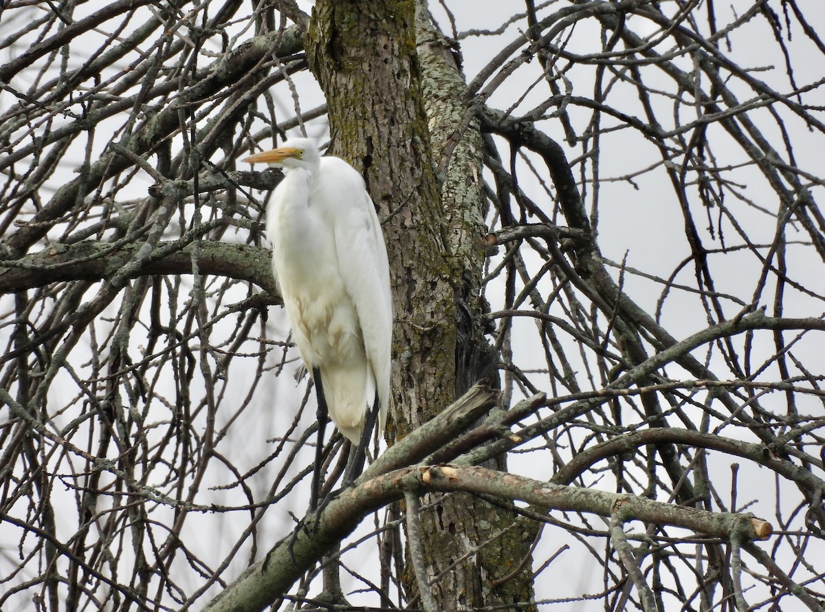 eBird Québec Checklist - 21 May 2023 - Friche et milieux humides BASF ...