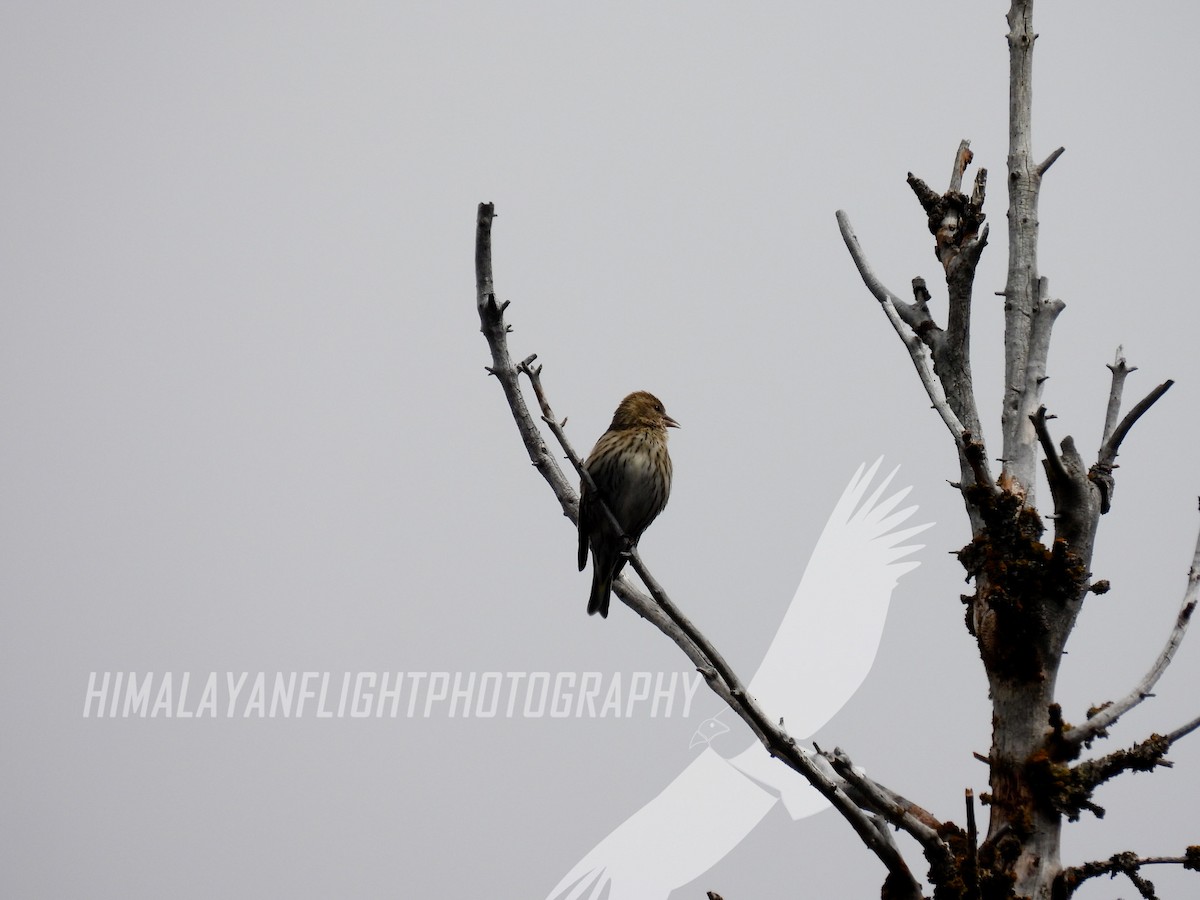 eBird Checklist - 5 May 2023 - Banff National Park--Bow Lake - 1 species
