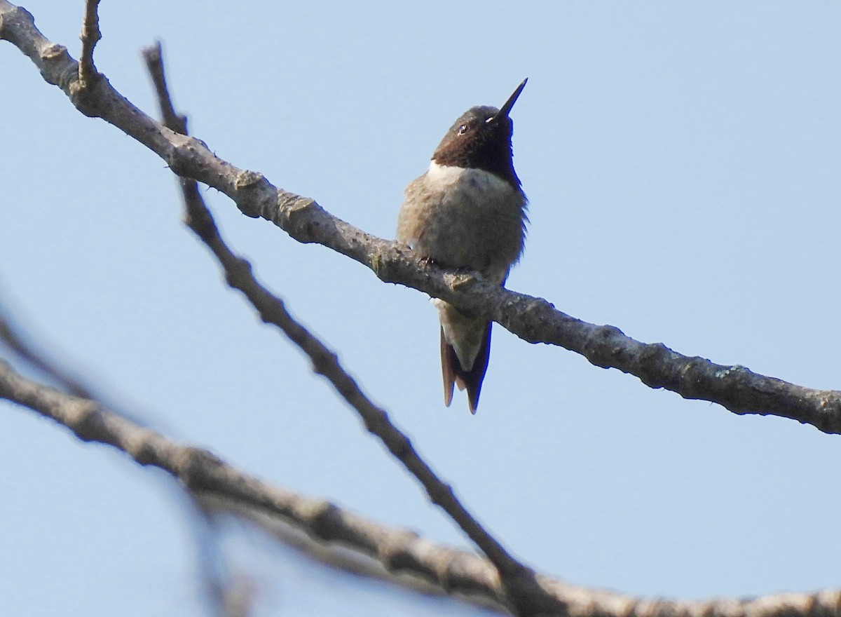 Mass Audubon eBird Checklist - 22 May 2023 - Moose Hill Wildlife ...