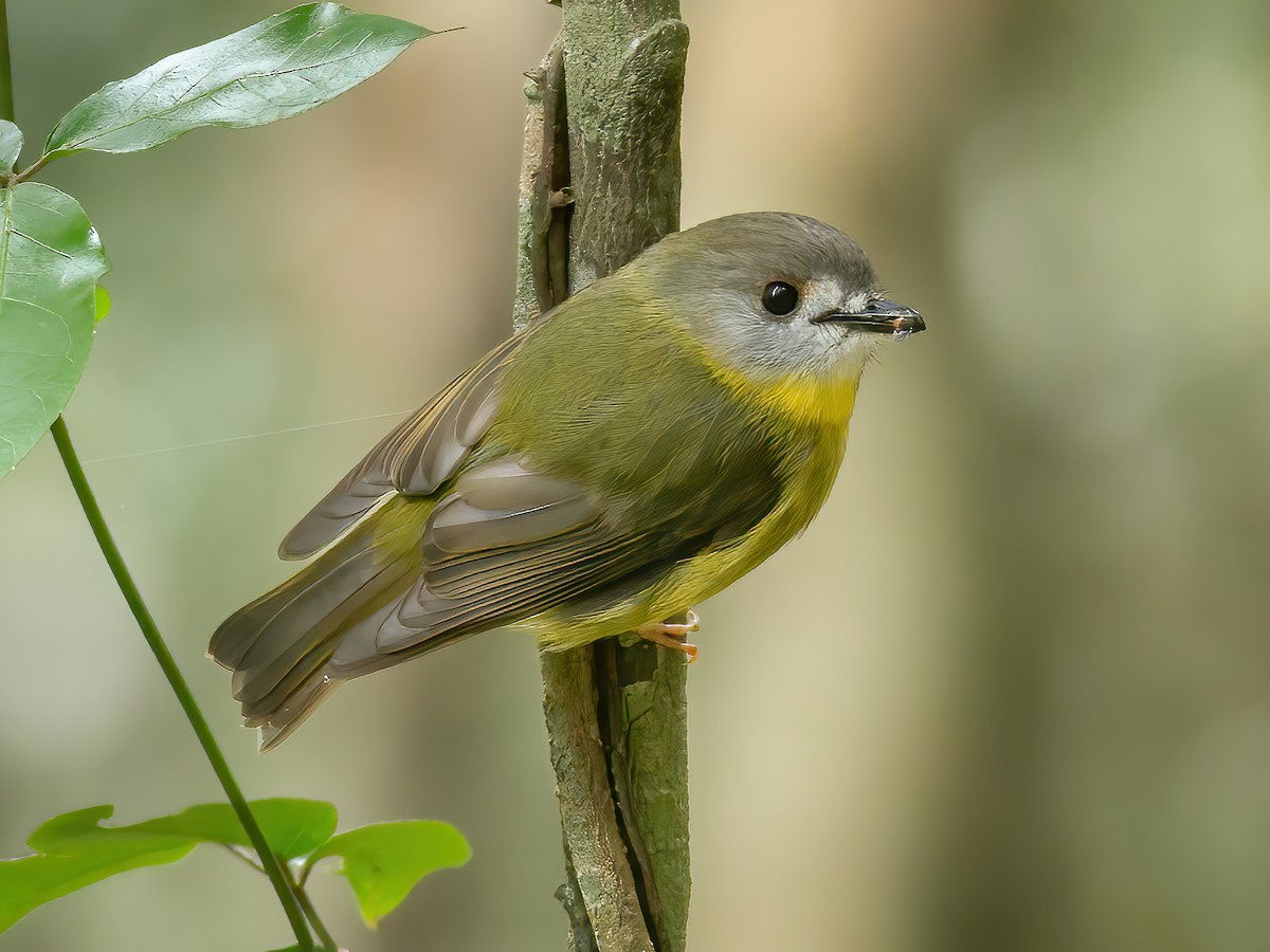 Pale-yellow Robin - Eopsaltria capito - Birds of the World