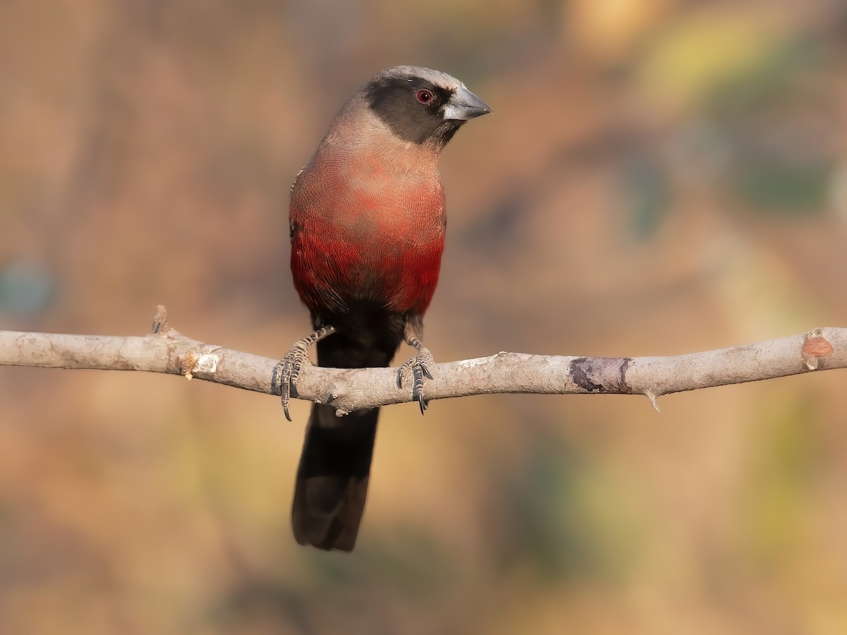 Black-faced Waxbill - Brunhilda erythronotos - Birds of the World