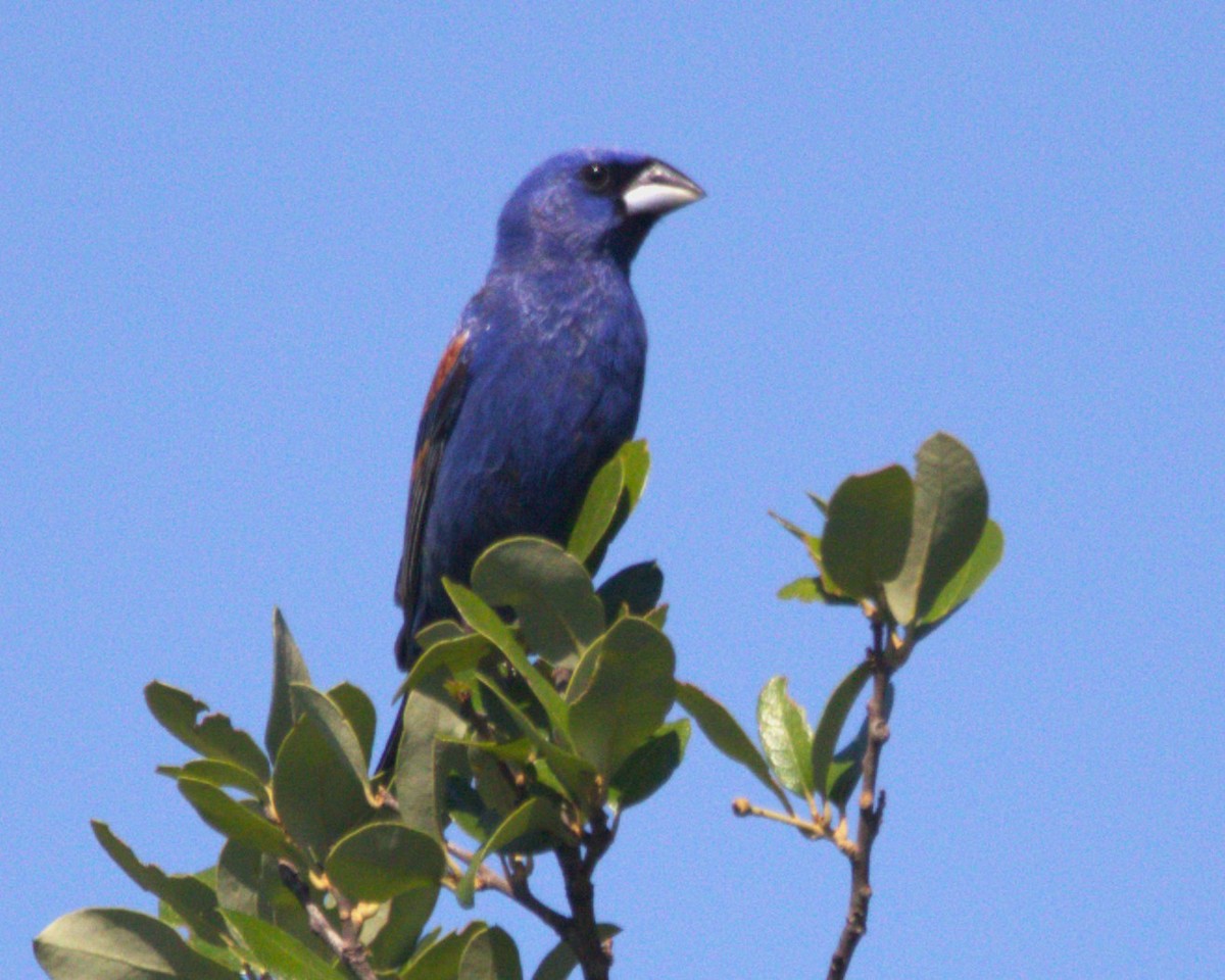 eBird Checklist - 18 May 2023 - Balcones Canyonlands NWR--Doeskin Ranch ...