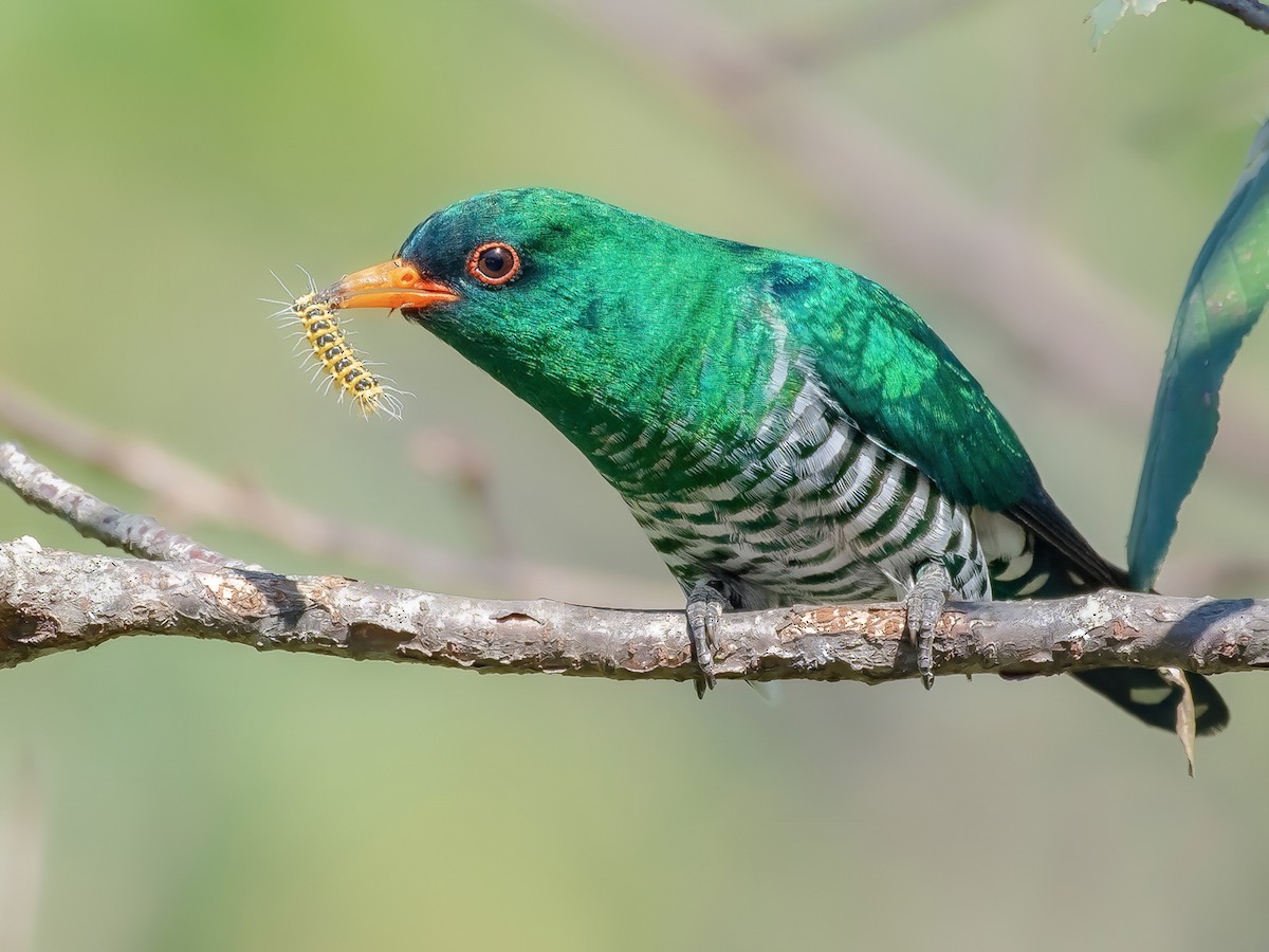 Asian Emerald Cuckoo - Chrysococcyx maculatus - Birds of the World