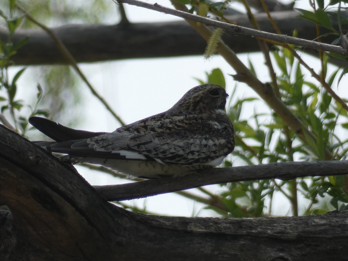 eBird Checklist - 20 May 2023 - Brett Gray Ranch (restricted access ...