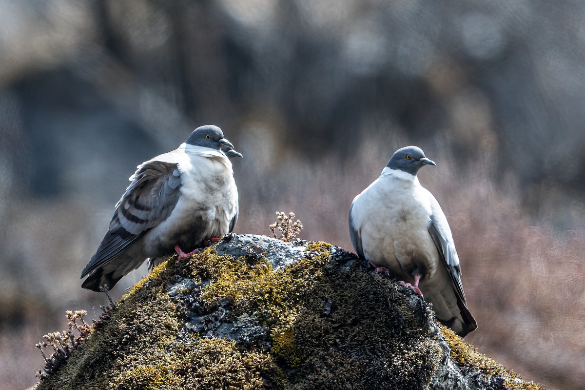 eBird India Checklist - 28 Mar 2021 - Sela pass route - 11 species