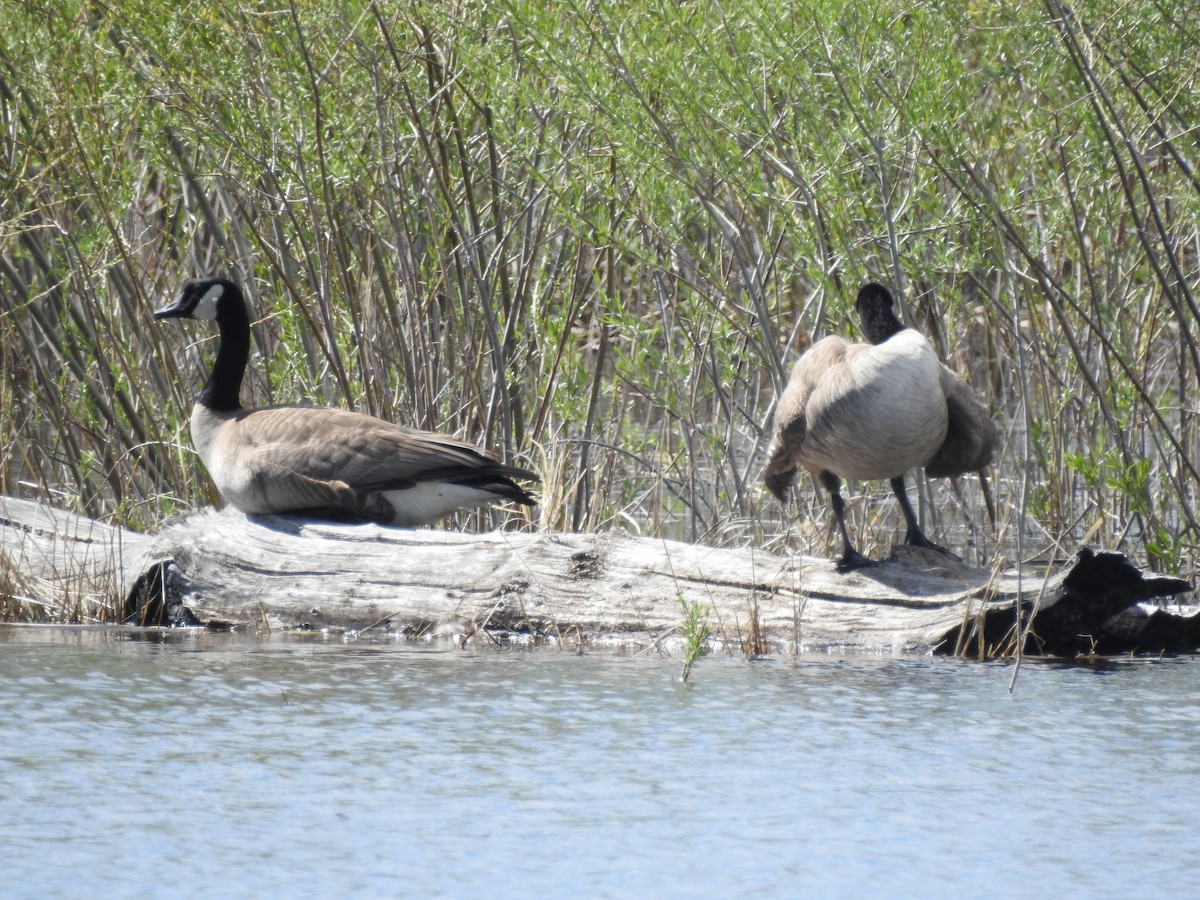 eBird Checklist - 18 May 2023 - Malheur NWR--Headquarters - 45 species