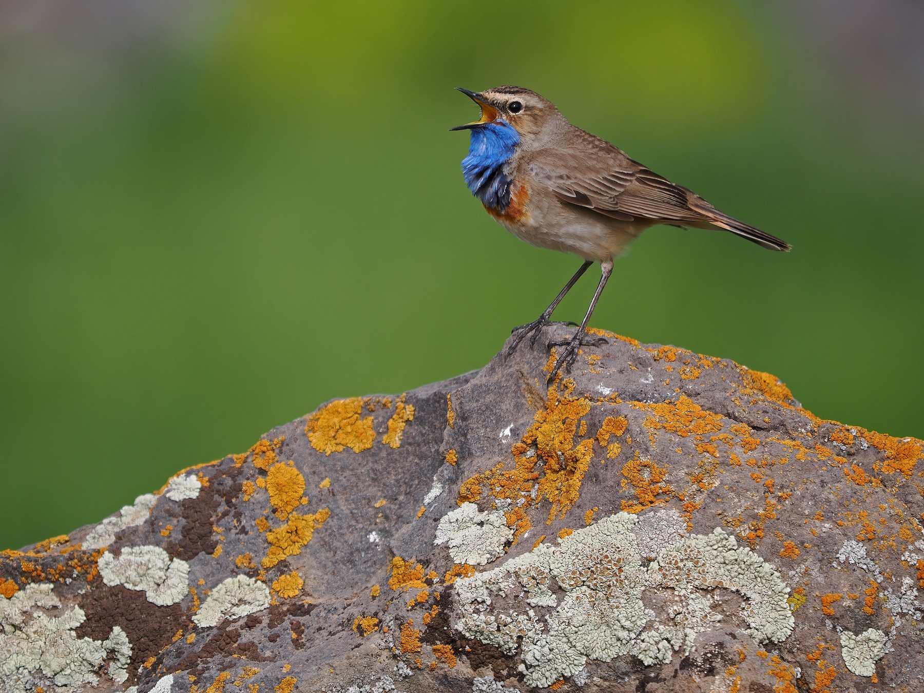 Bluethroat (Caucasian) - eBird
