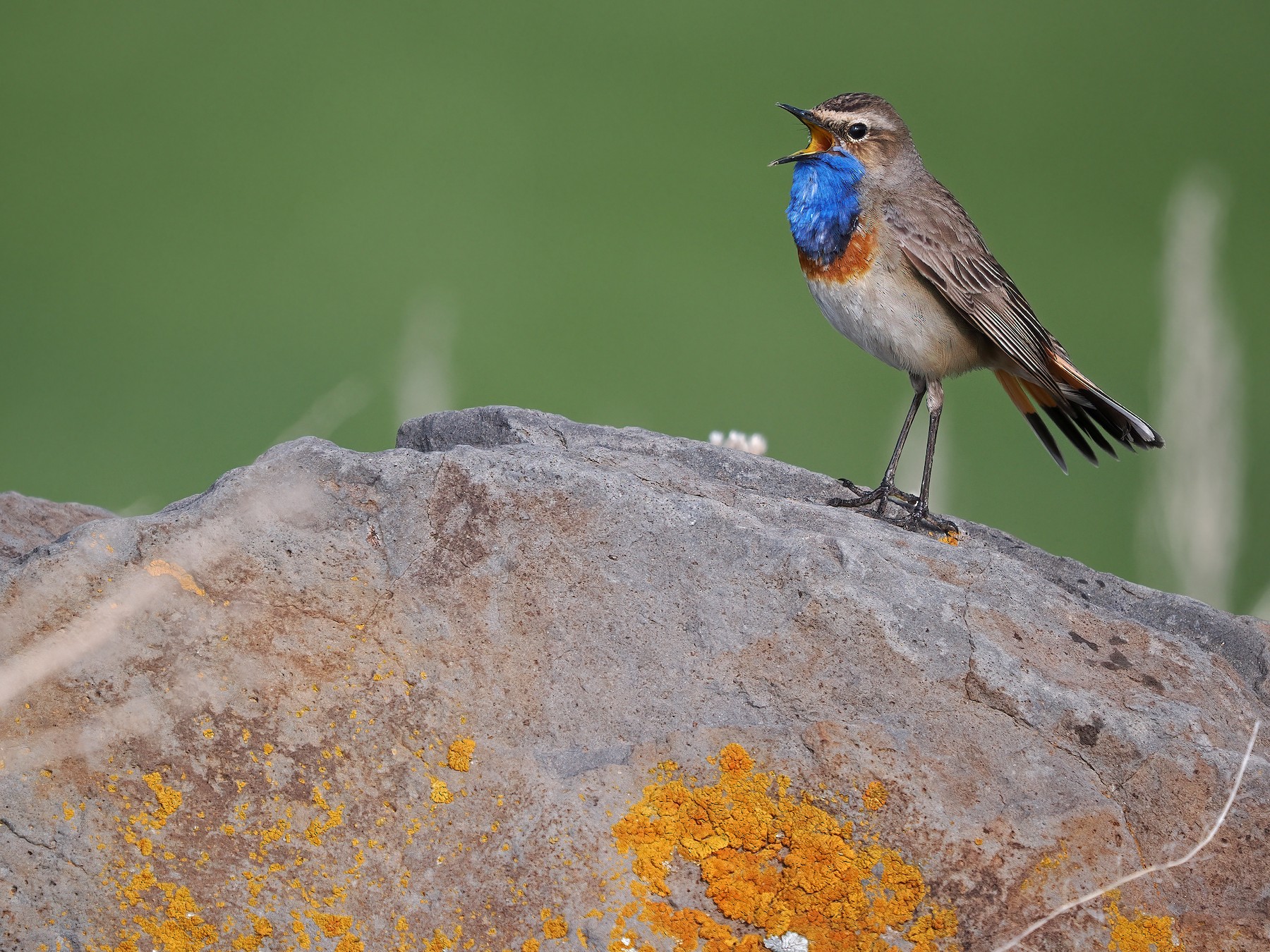 オガワコマドリ（magna） - eBird