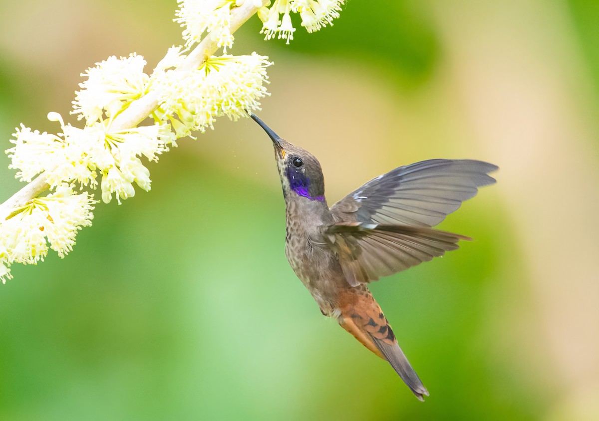 eBird Checklist - 12 May 2023 - Asa Wright Nature Centre - 14 species