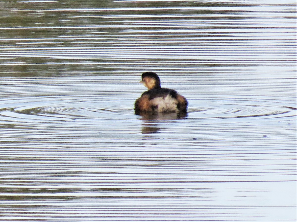 eBird Checklist - 23 May 2023 - Ern Miles Reserve - 36 species