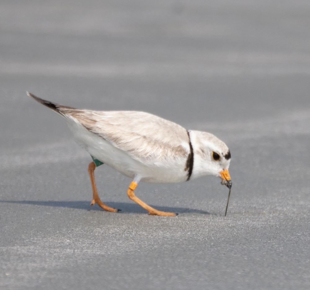 eBird Checklist - 22 May 2023 - Sachuest Point NWR - 2 species