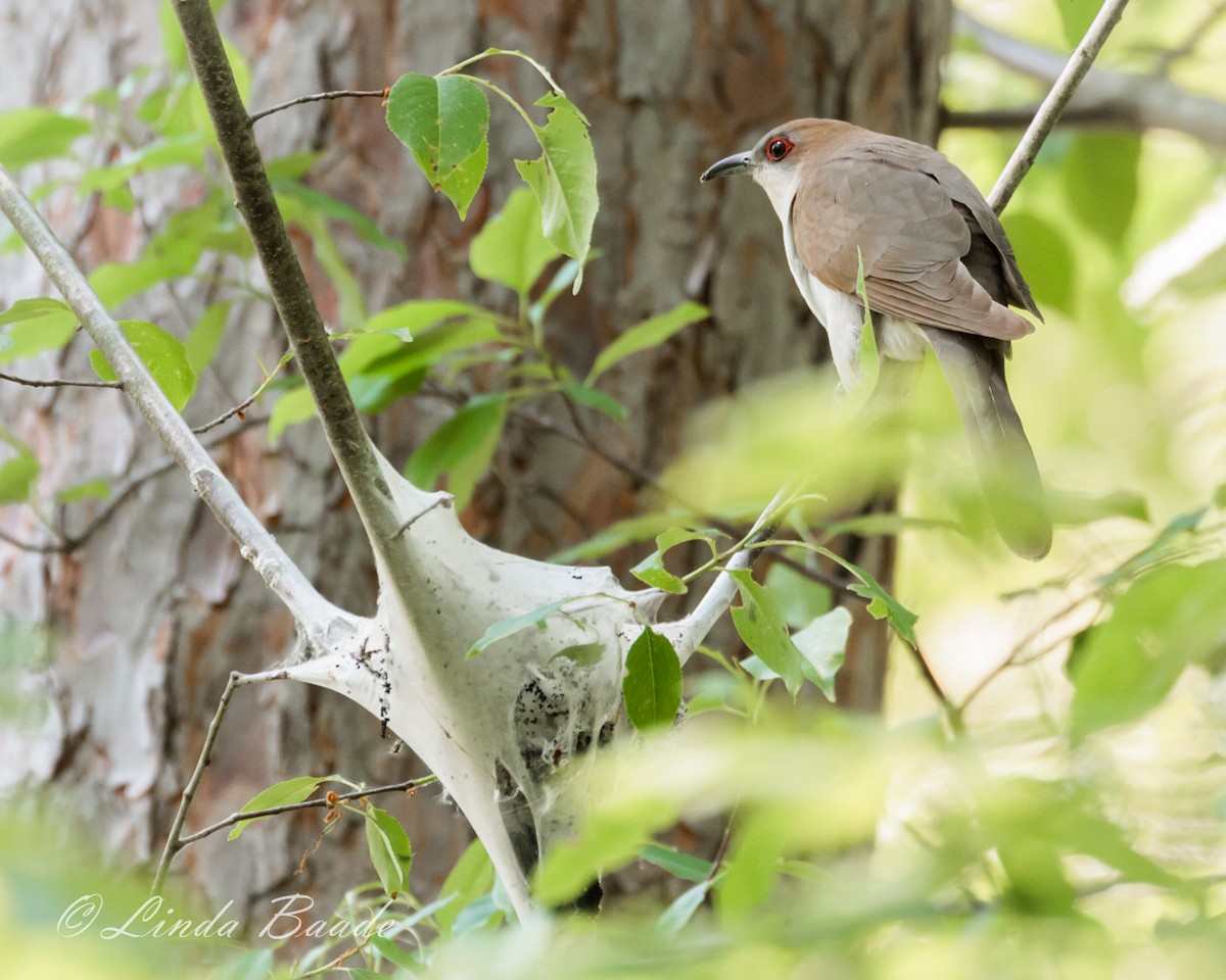 eBird Checklist - 17 May 2023 - Oak Openings--Evergreen Trail (orange ...