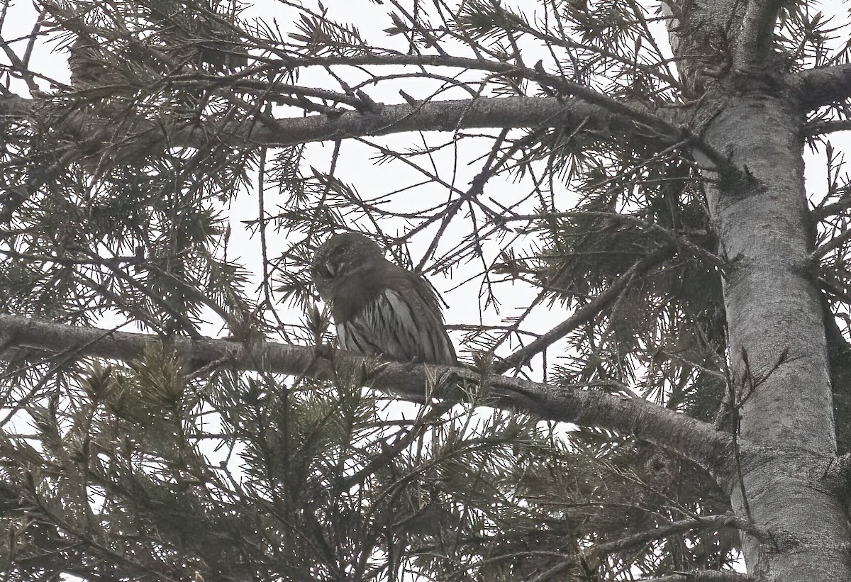 eBird Pacific Northwest Checklist - 22 May 2023 - Lower Larch Mountain ...
