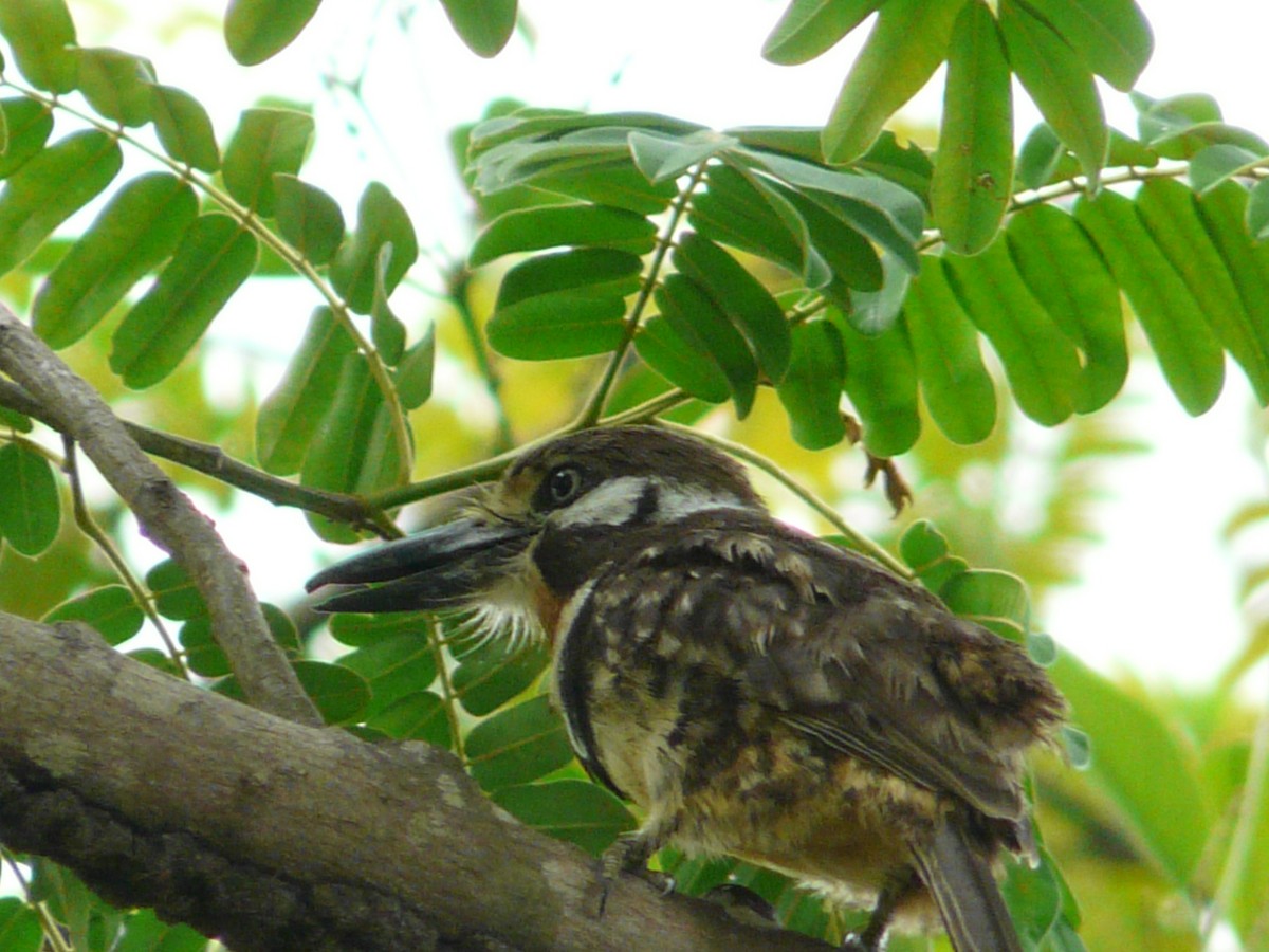 Russet-throated Puffbird - Hypnelus ruficollis - Media Search ...