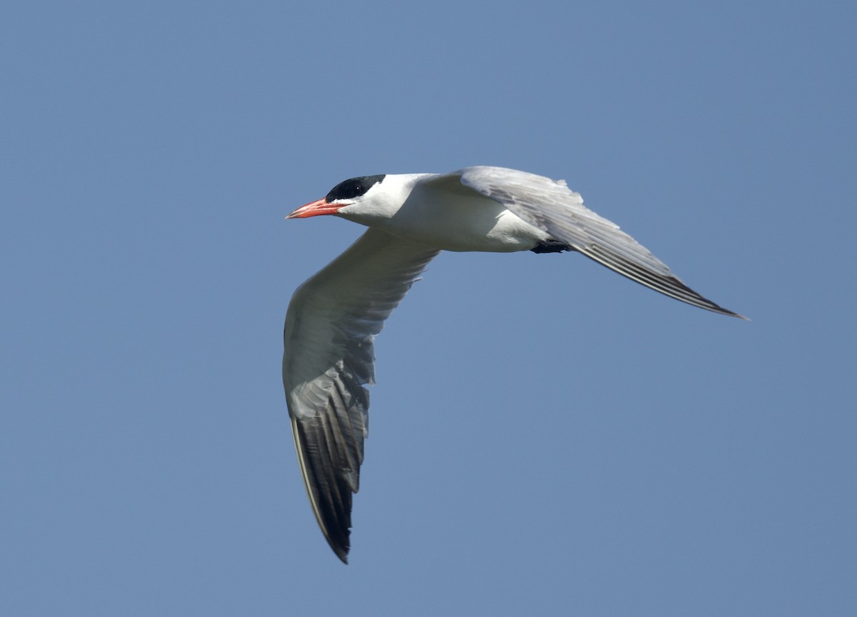 eBird Checklist - 22 May 2023 - Piute Ponds (permit required) - 54 ...