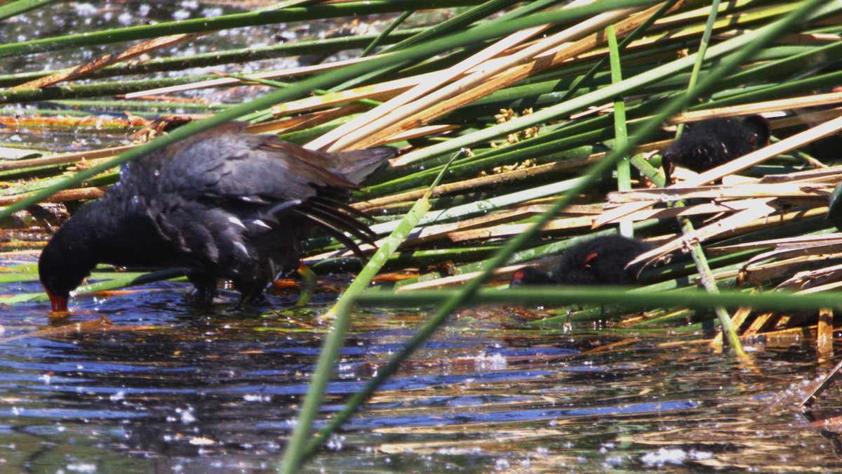 eBird Checklist - 21 May 2023 - Henderson Bird Viewing Preserve - 21 ...