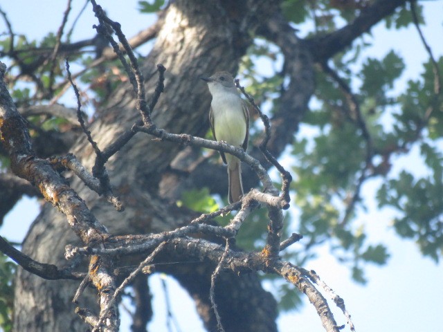 eBird Checklist - 20 May 2023 - Fort Simcoe - 21 species